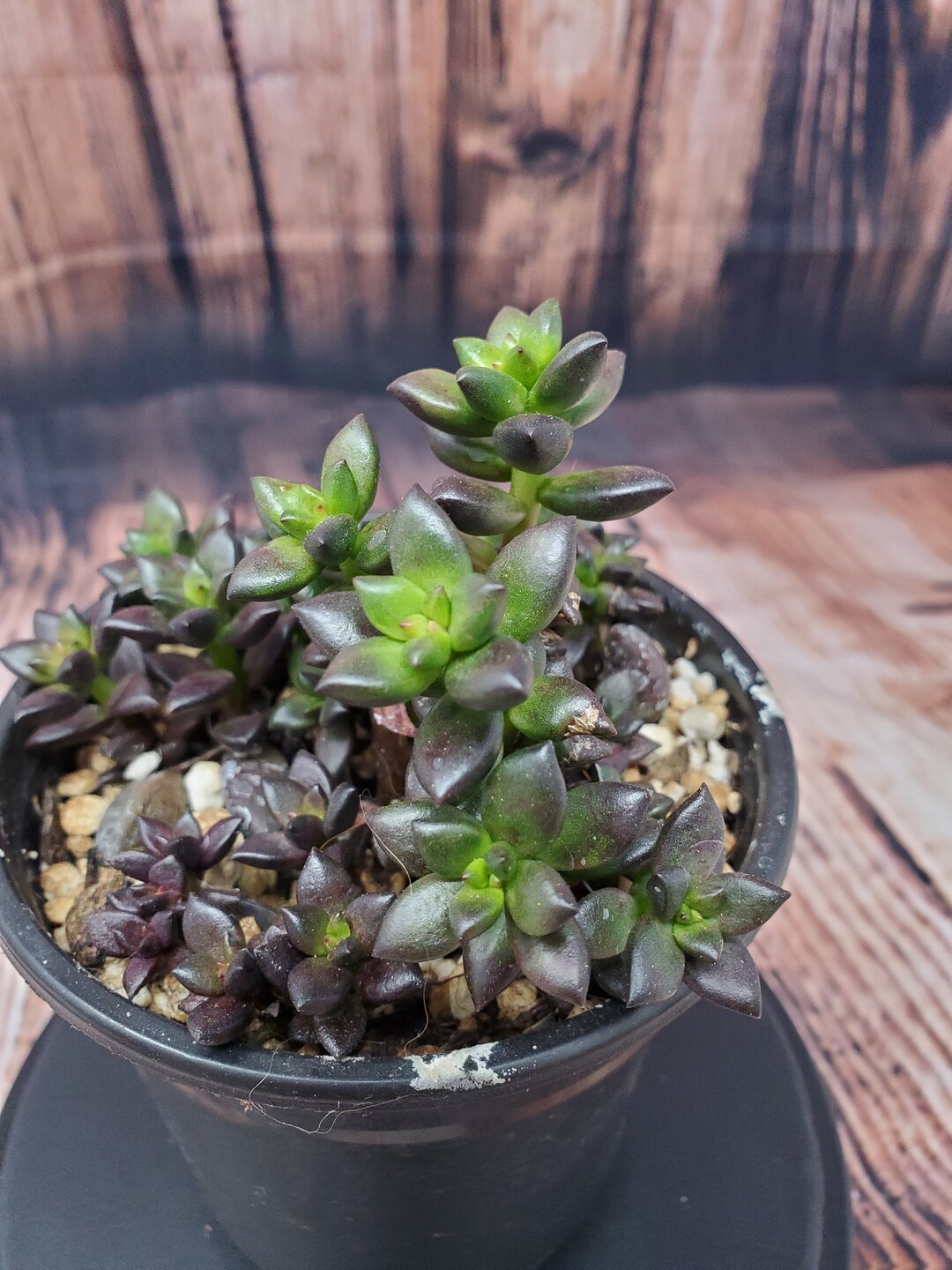 Sedeveria 'jet Beads' Succulent House Plant - Etsy