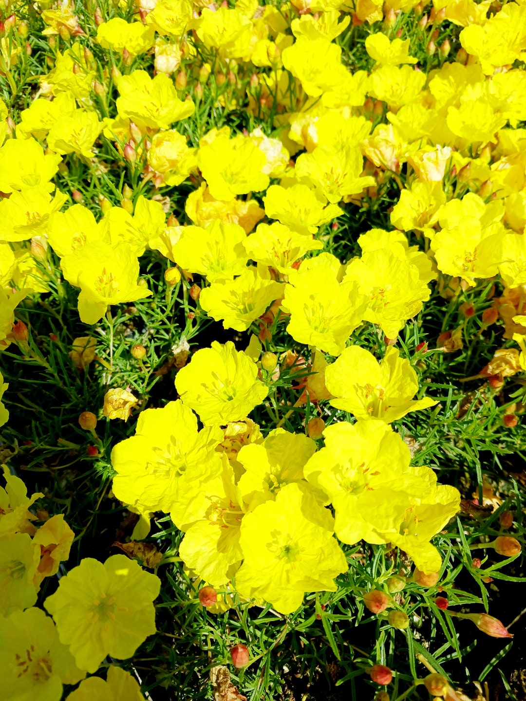 Live Sundrops / Calylophus Ssp Berlandieri - Etsy