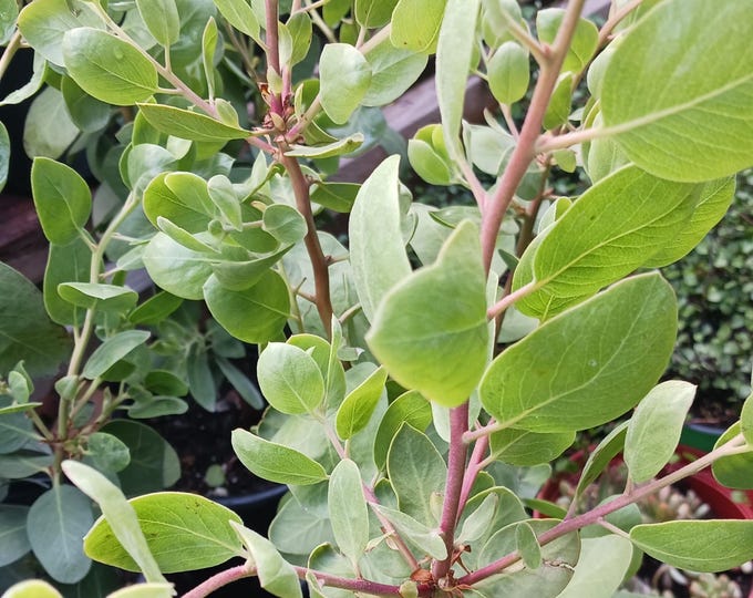 Dr. Hurd Manzanita (arctostaphylos Manzanita 'dr. Hurd') - 1plant 2 -3 ...