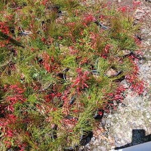 Live Firecracker Plant / Coral Plant, One Gallon Pot - Etsy