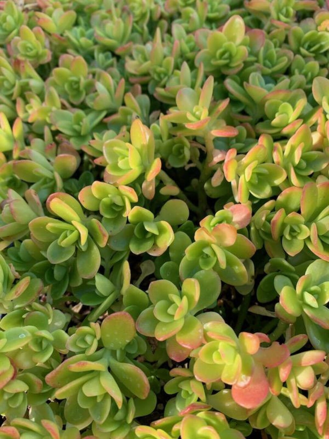 Live Mexican Stonecrop / Sedum Confusum - Etsy
