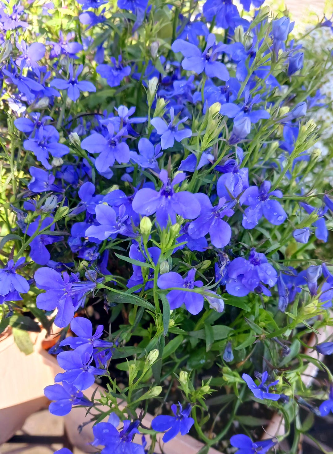 Blue Moon Lobelia - Etsy
