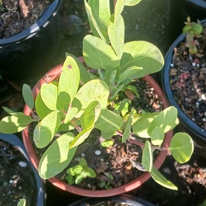 Manzanita Plants: Dr. Hurd or Howard Mcminn Varieties, One Gallon Pot ...