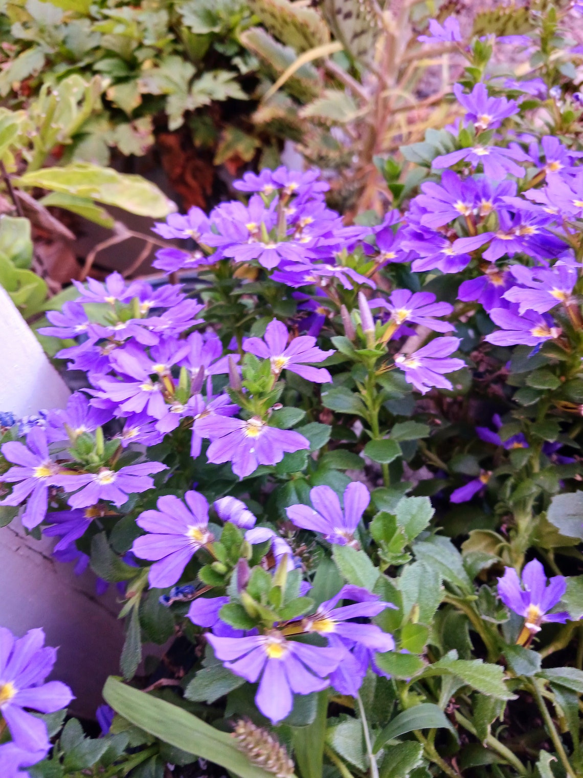 Live Blue Brilliance Scaevola ( 4 Inch Pot ) - Etsy