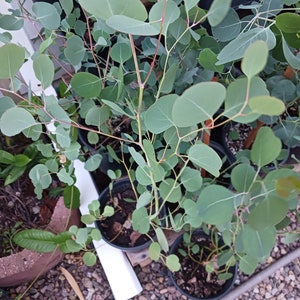 Live Eucalyptus Red Box / Silver Dollar Gum, One Gallon Pot - Etsy