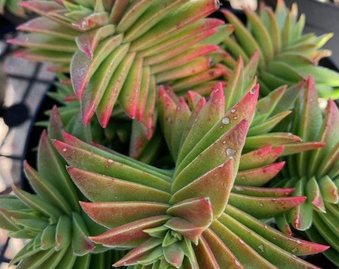 2, 4 Pot of Crassula Pagoda Village Succulent Plant Shipped in a Pot - Etsy