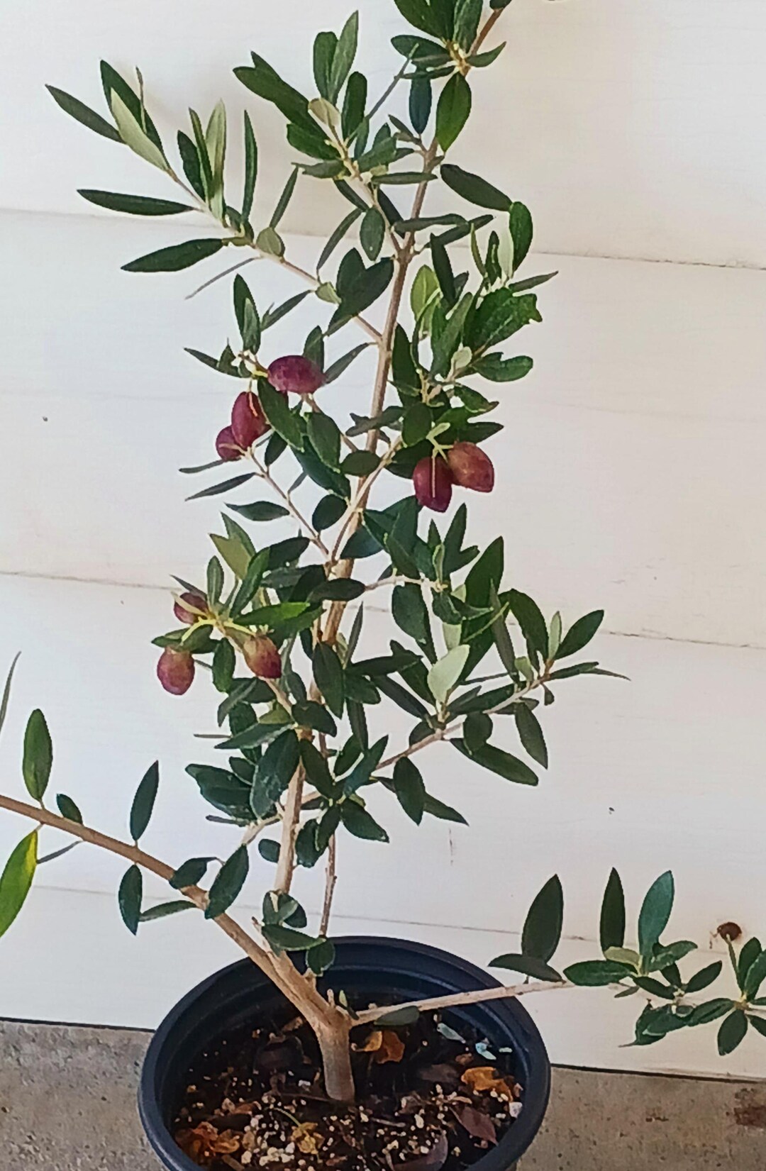 Healthy, Young Live Olea Europe’s Dwarf / Little Ollie ( 1 Gallon Pot ...