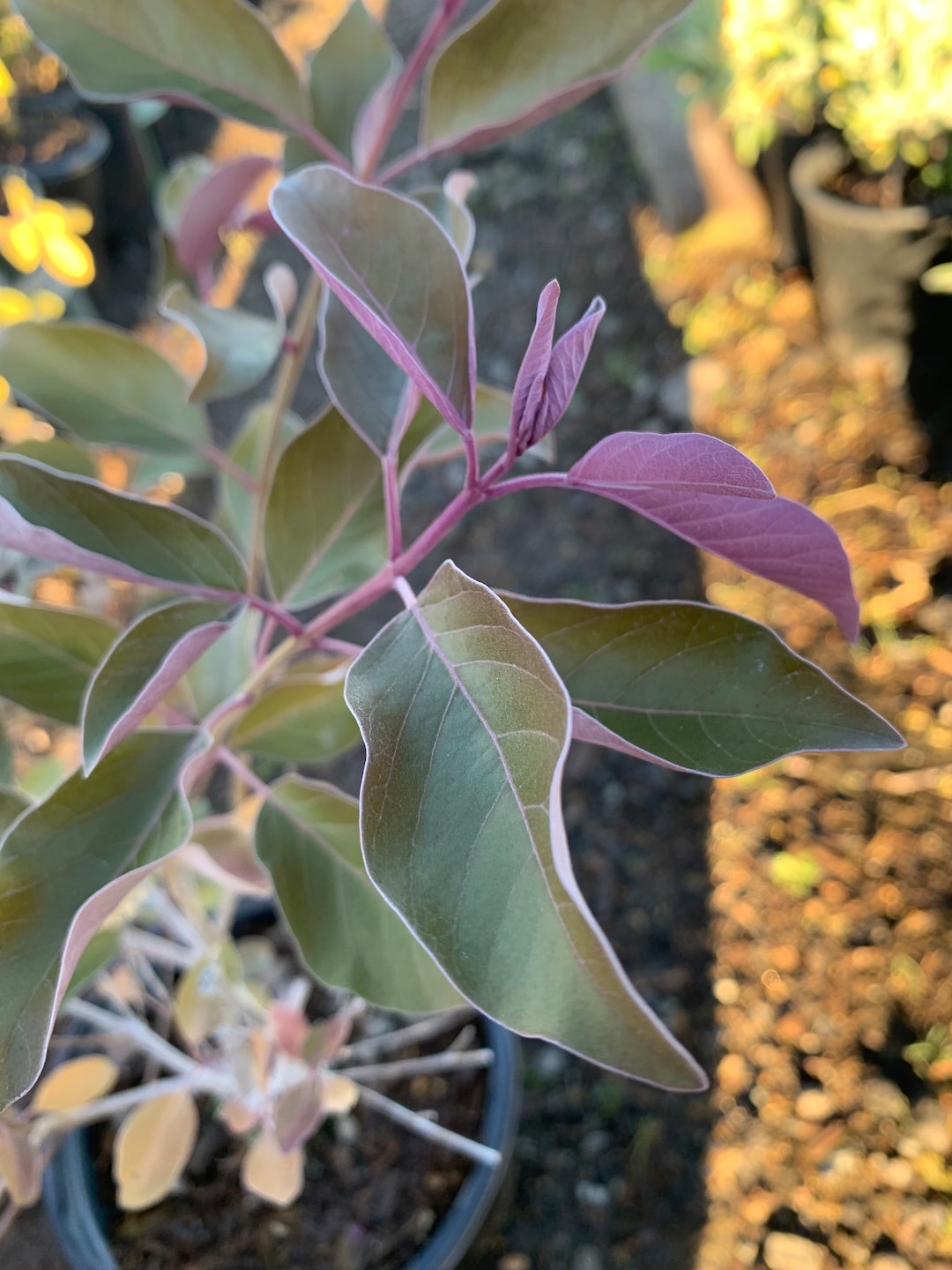 Blooming Now Live Arabian Lilac / Vitex Trifolia - Etsy