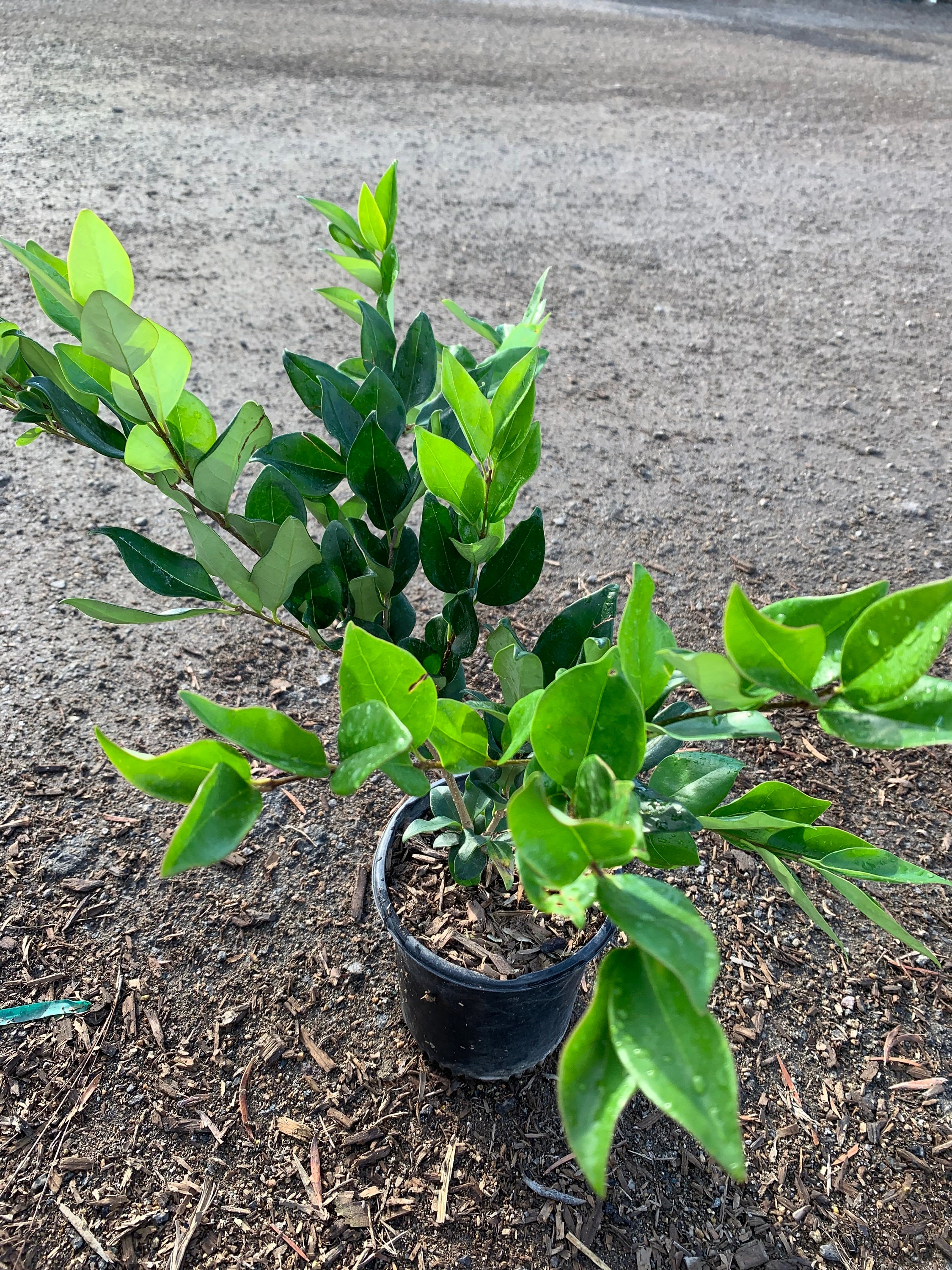 Live Texas Privet/ Ligustrum Japonicum Texanum Come With a One-gallon ...