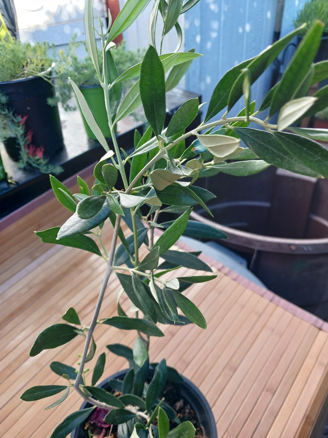 Healthy Young Live Olea Europes Dwarf / Little Ollie - Etsy