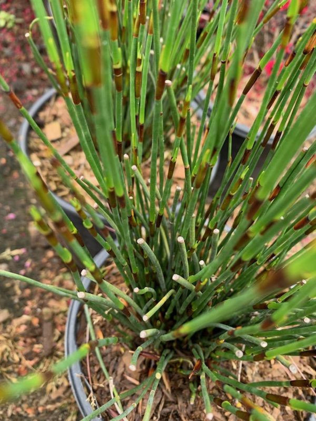 Live Small Cape Rush/ Chondropetalum Tectorum Cape Rush / - Etsy