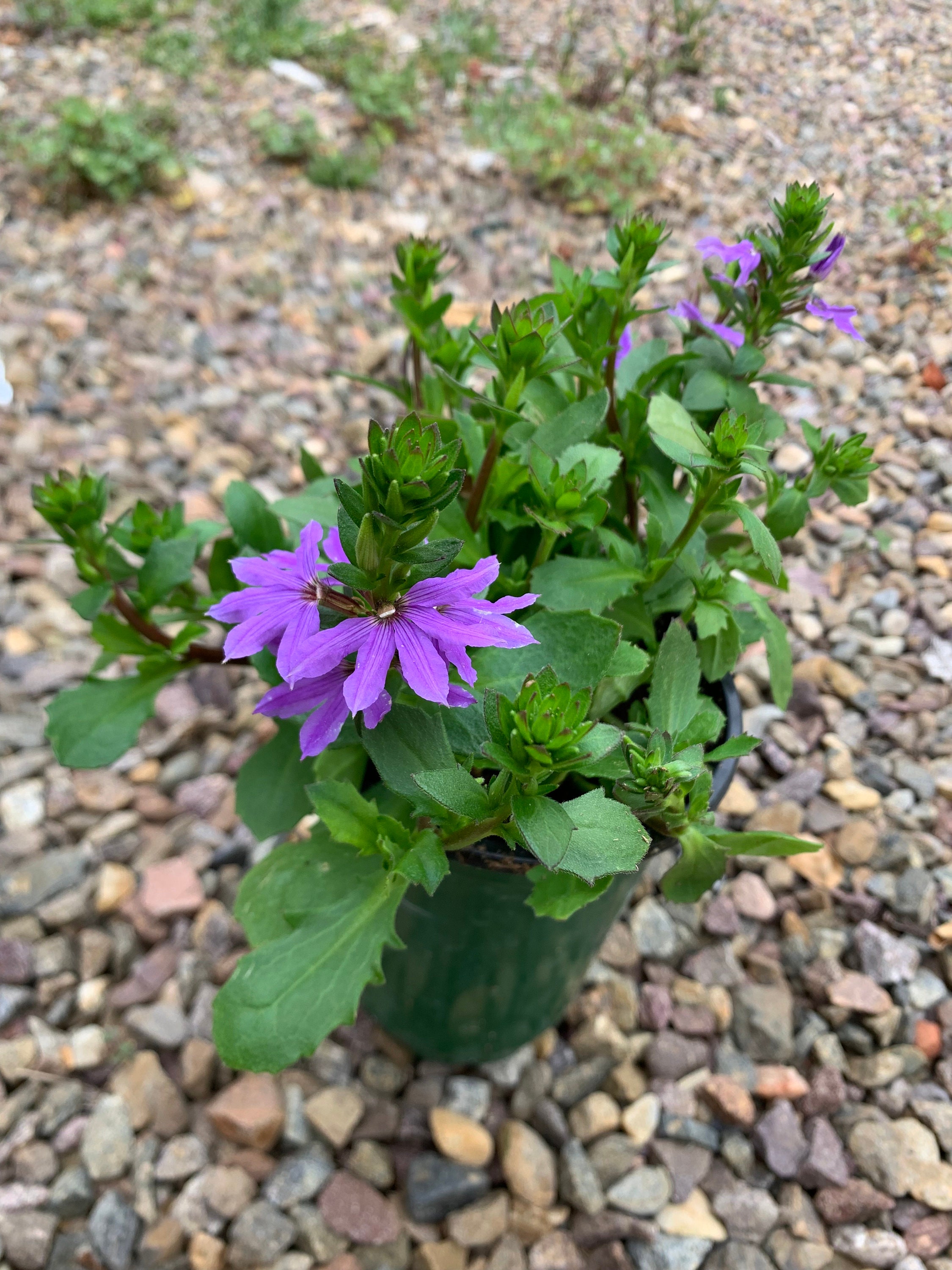 Live Blue Brilliance Scaevola ( 4 Inch Pot ) - Etsy
