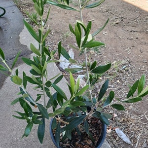 Healthy Young Live Olea Europes Dwarf / Little Ollie - Etsy