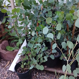 Live Eucalyptus Red Box / Silver Dollar Youngand Healthy Come With, One ...