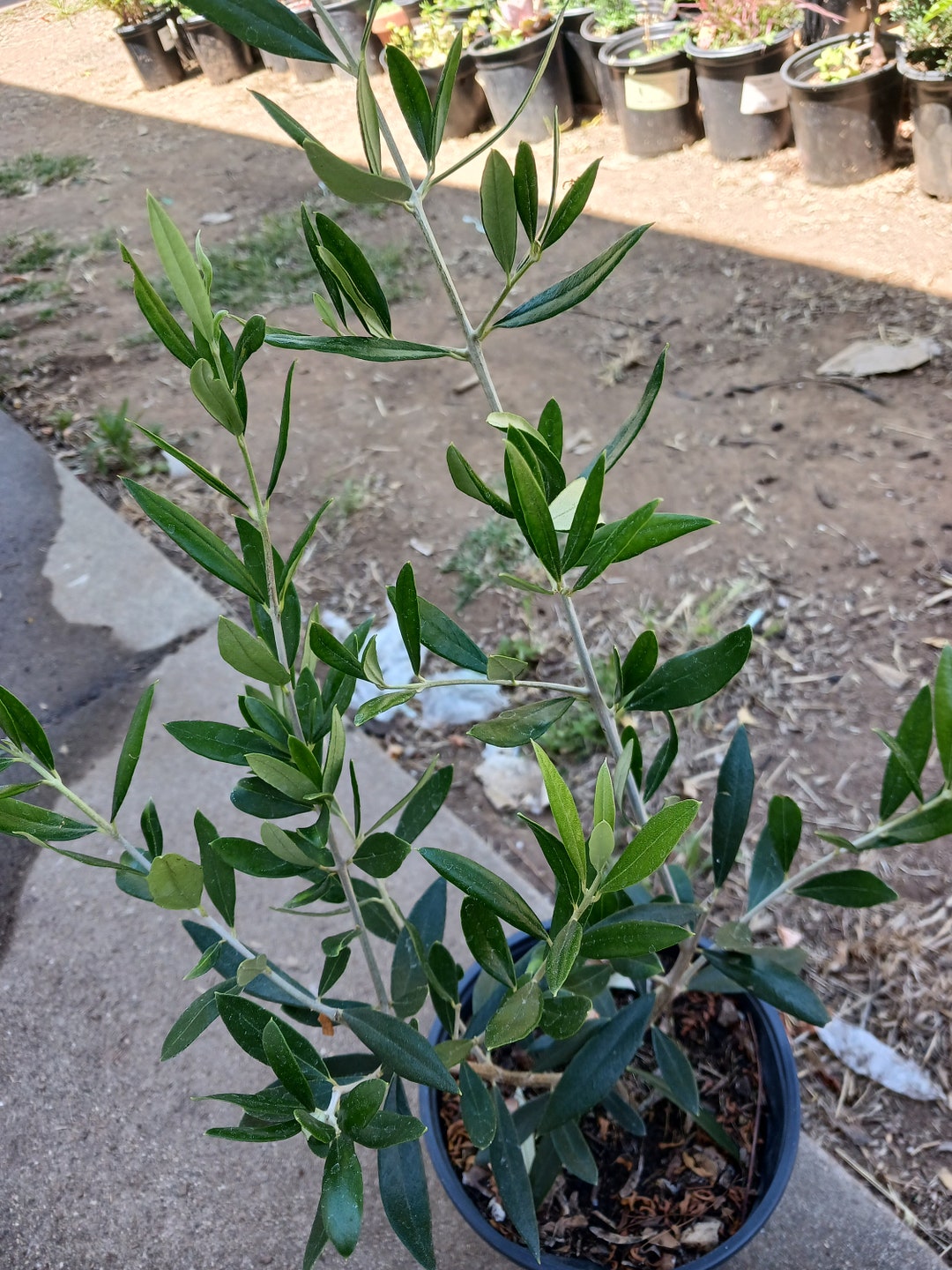 Healthy, Young Live Olea Europes Dwarf / Little Ollie 1 Gallon Pot - Etsy
