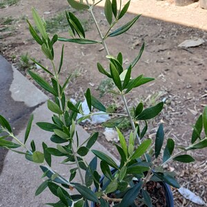 Healthy, Young Live Olea Europe’s Dwarf / Little Ollie ( 1 Gallon Pot ...