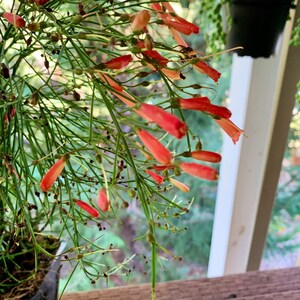 Live Firecracker Plant / Coral Plant, One Gallon Pot - Etsy
