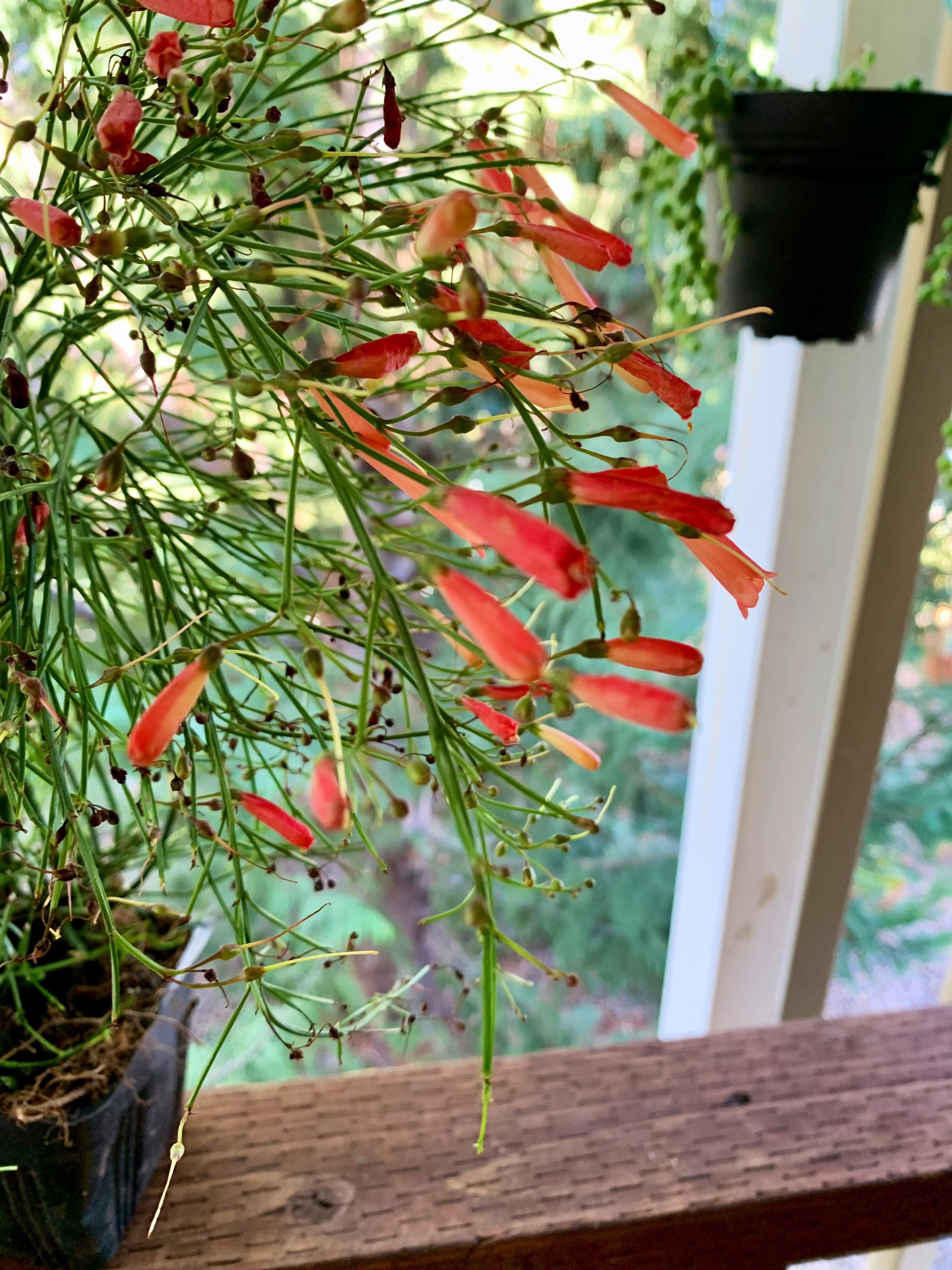 Live Firecracker Plant / Coral Plant, One Gallon Pot - Etsy
