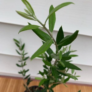 Healthy Young Live Olea Europes Dwarf / Little Ollie - Etsy