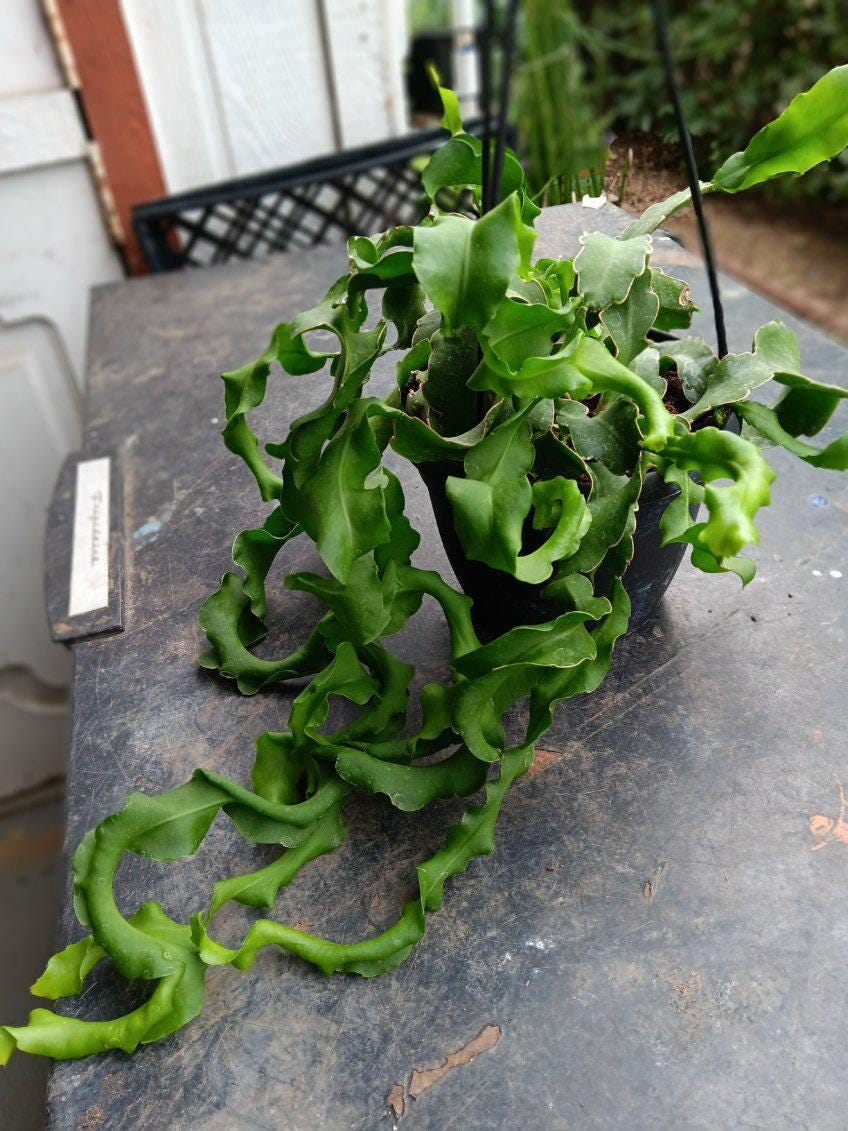Epephyllum Curly Locks Orchid Cactus Succulent Plant - Etsy