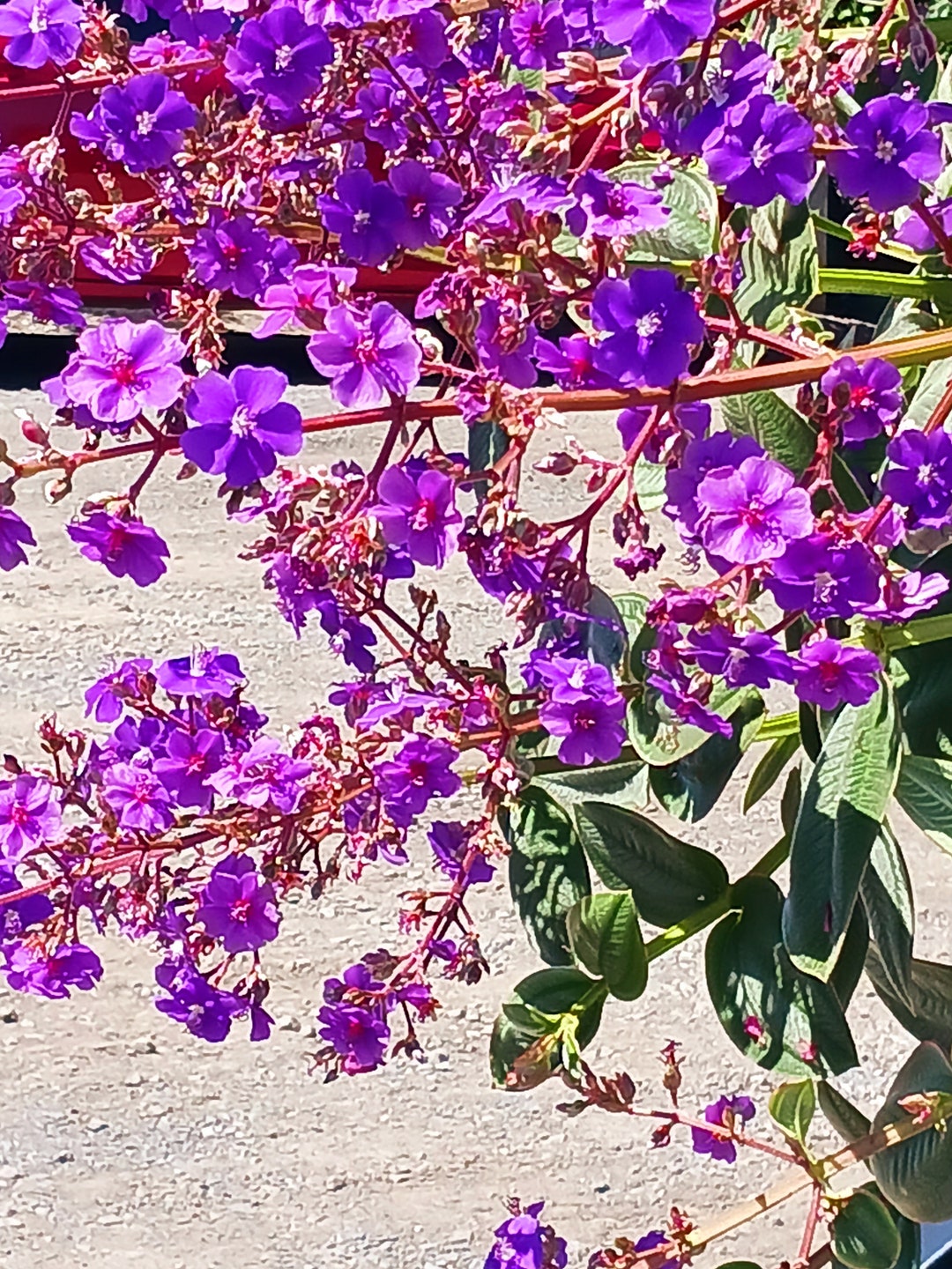 Live Princess Flower / Glory Bush / Tibouchina Urvilleana - Etsy