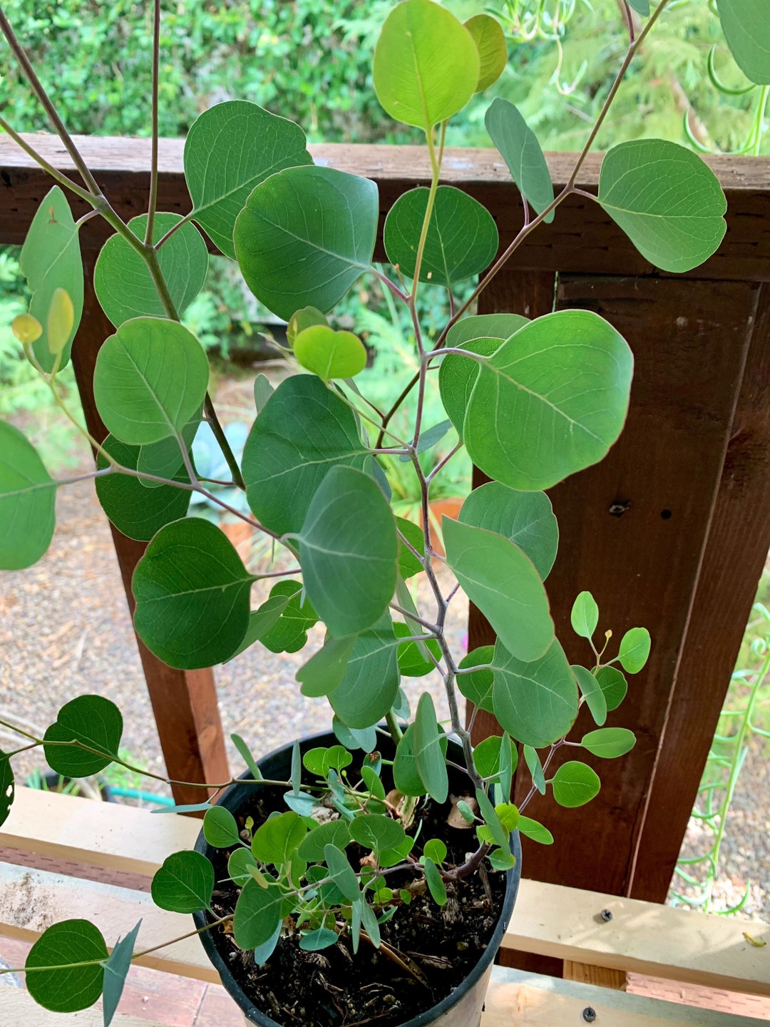 Live Eucalyptus Red Box / Silver Dollar Gum, One Gallon Pot - Etsy