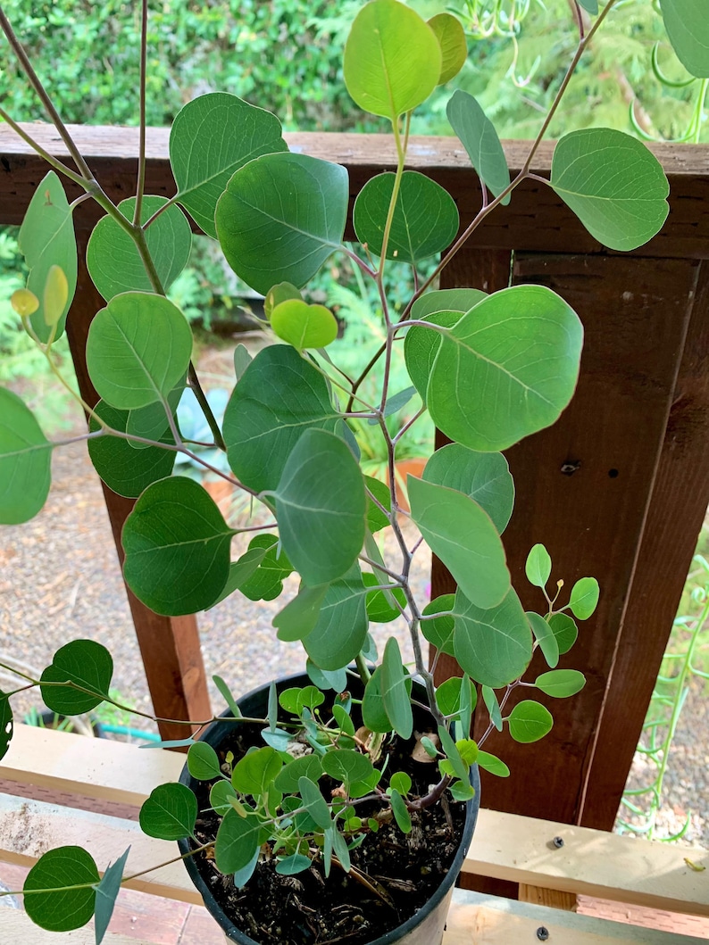 Live Eucalyptus Red Box / Silver Dollar Gum - Etsy