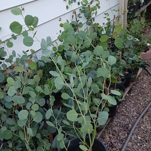 Live Eucalyptus Red Box / Silver Dollar Youngand Healthy Come With, One ...