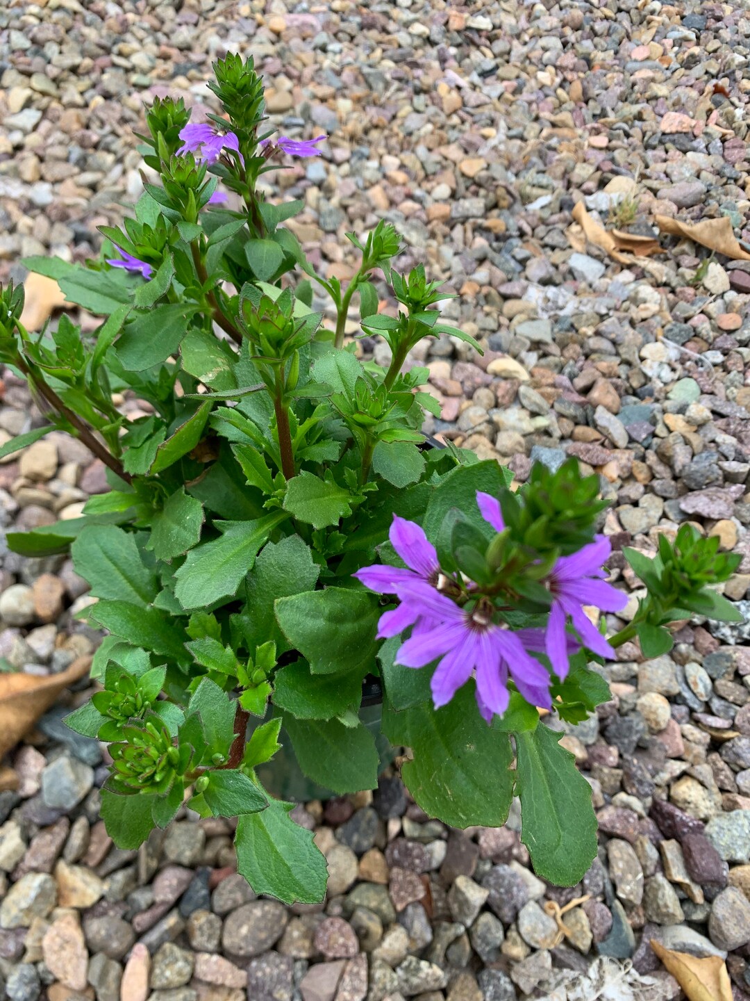 Live Blue Brilliance Scaevola ( 4 Inch Pot ) - Etsy