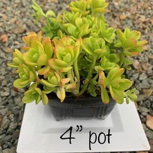 Live Mexican Stonecrop / Sedum Confusum - Etsy