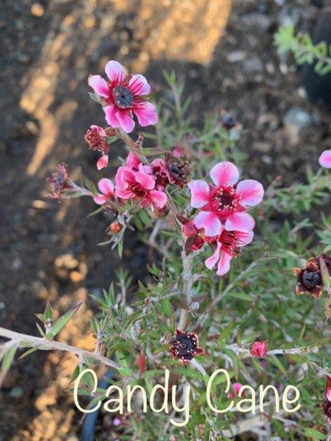 Live Tea Tree / Leptospermum Scoparium Sold Individually: Ruby Glow ...