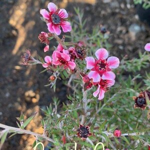 Live Tea Tree / Leptospermum Scoparium One Gallon Pot. Not Blooming - Etsy