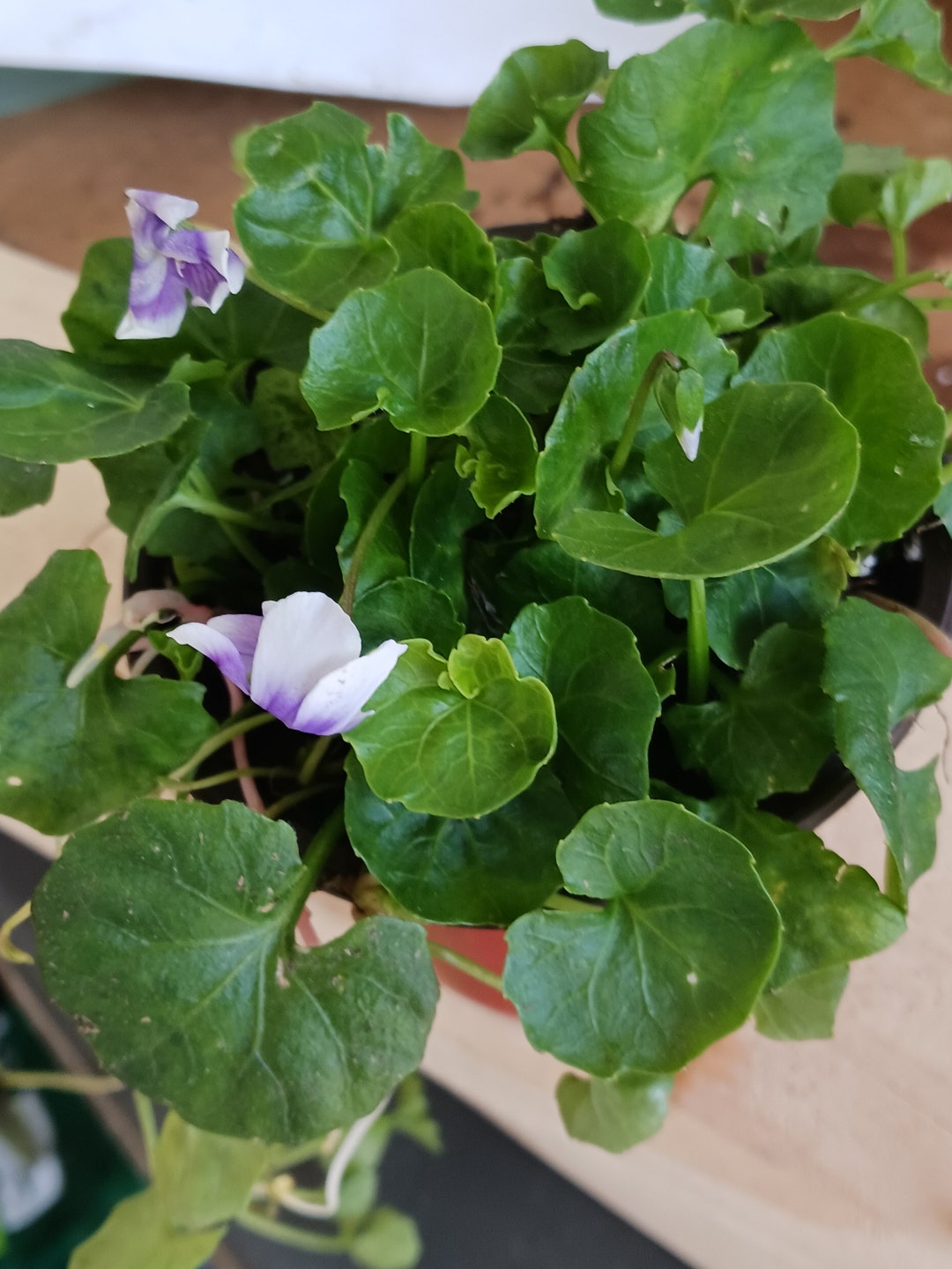 Live Tasmanian Violet/ Australian Violet - Etsy