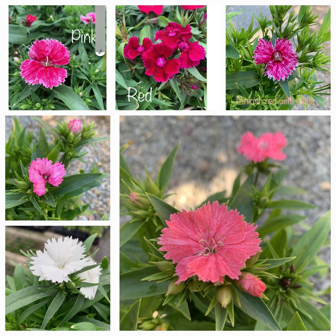 Live Dianthus ( Many Colors Available!)/ Pink/ Sweet William - Etsy