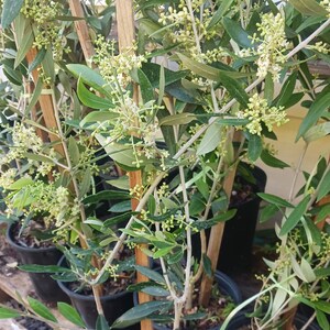 Healthy, Young Live Olea Europes Dwarf / Little Ollie 1 Gallon Pot - Etsy