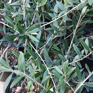 Healthy, Young Live Olea Europes Dwarf / Little Ollie 1 Gallon Pot - Etsy