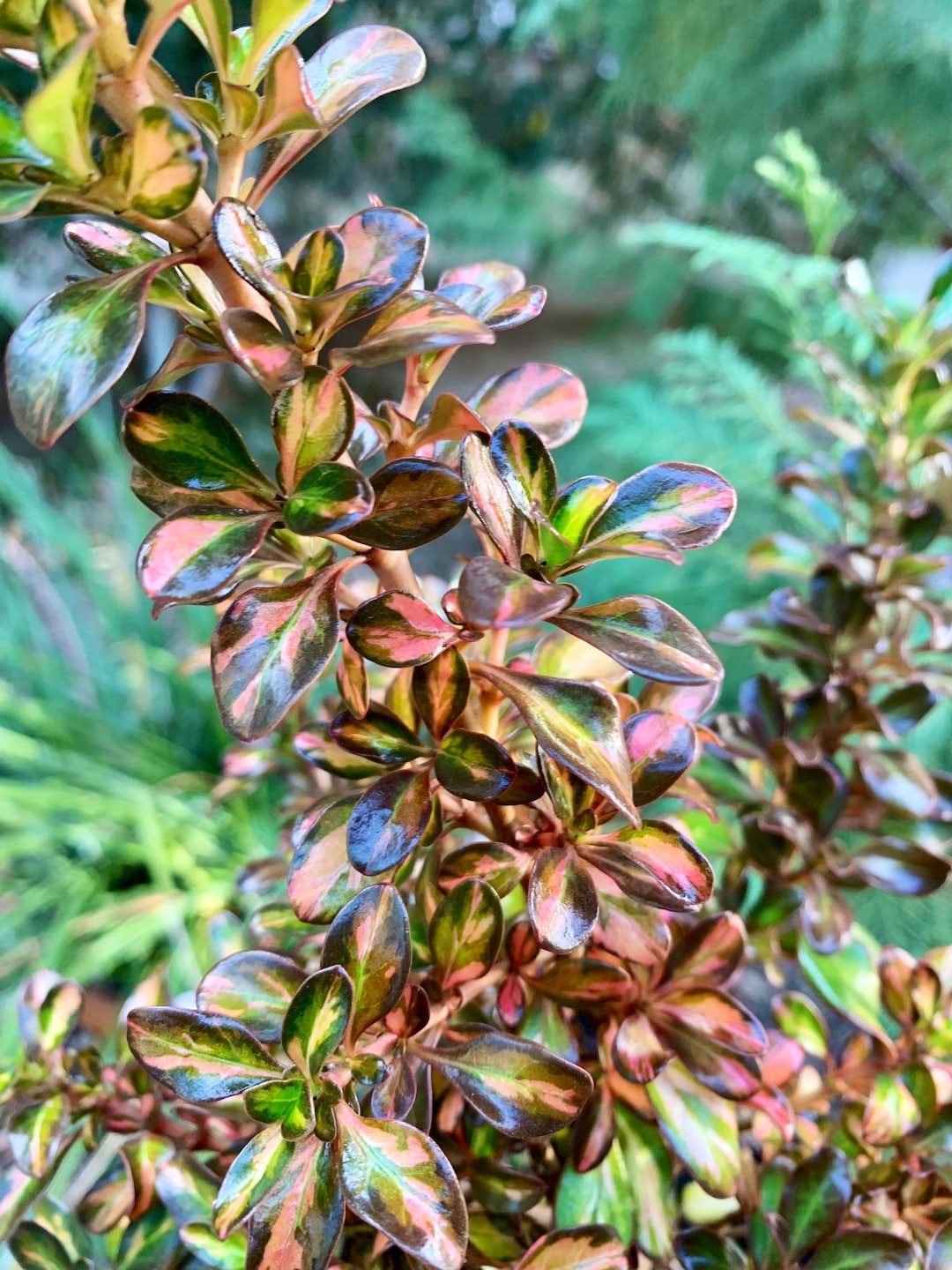 Live Mirror Bush/ Evening Glow, Rainbow Surprise, One Gallon Pot - Etsy
