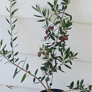 Healthy, Young Live Olea Europe’s Dwarf / Little Ollie ( 1 Gallon Pot ...