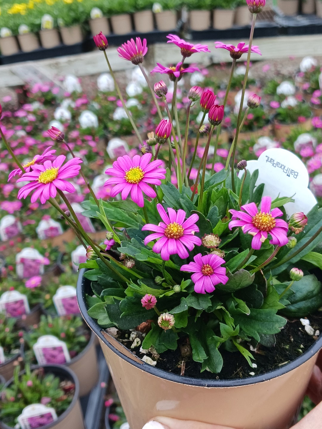 Live Swan River Daisy / Radiant Magenta Brachyscome - Etsy