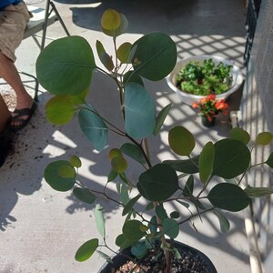 Live Eucalyptus Red Box / Silver Dollar Gum - Etsy