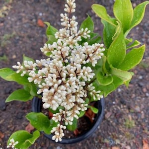 Live Texas Privet/ Ligustrum Japonicum Texanum Come With a One-gallon ...