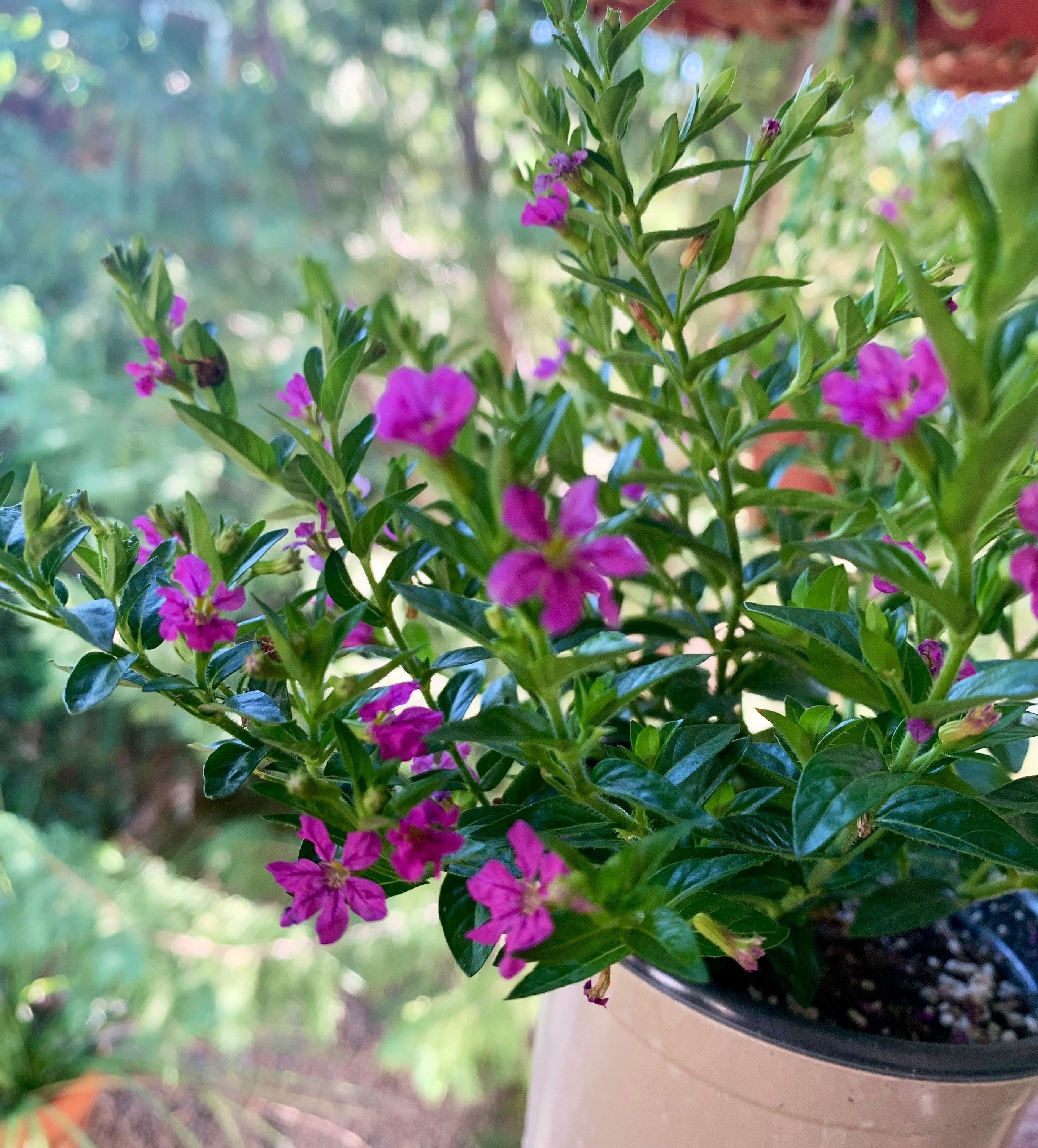 Live Mexican Heather / Cuphea Hyssopifolia - Etsy