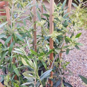 Healthy, Young Live Olea Europes Dwarf / Little Ollie 1 Gallon Pot - Etsy