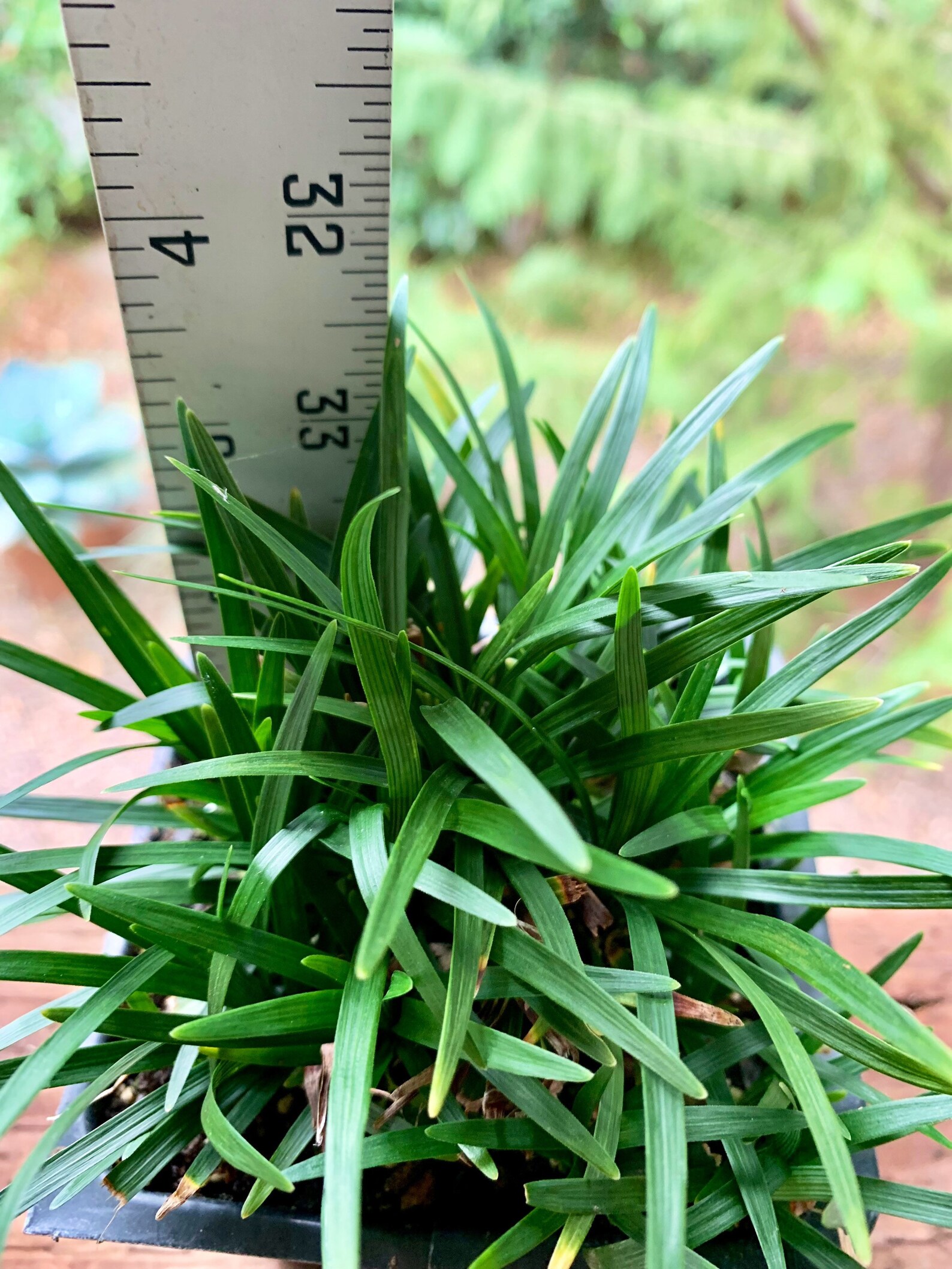 Live Mondo Grass / Dwarf Mondo Grass / Ophiopogon Japonicus - Etsy