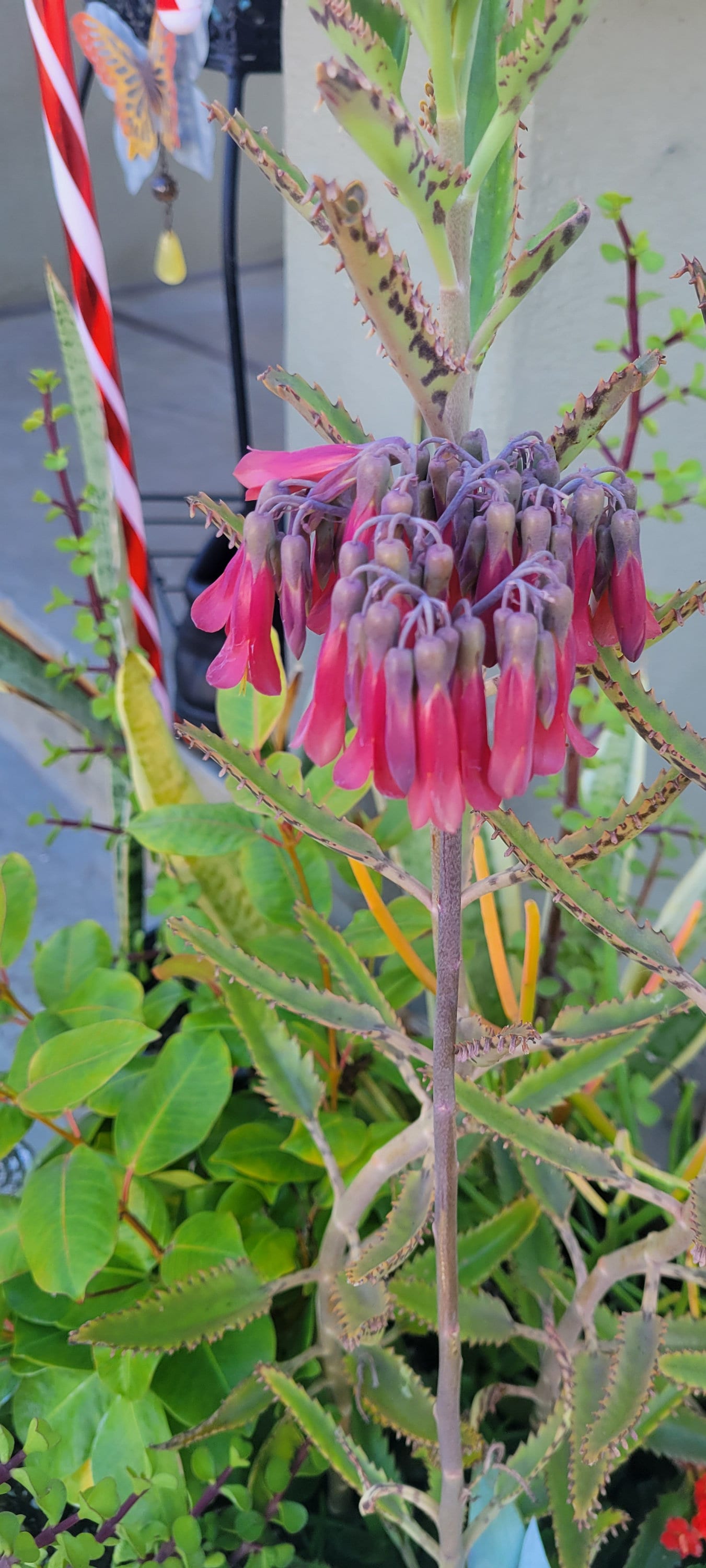 Live Mother of Millions / Devil’s Backbone / Kalanchoe Delagoensis - Etsy