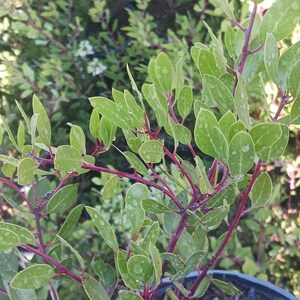 Manzanita Plants: Dr. Hurd or Howard Mcminn Varieties, One Gallon Pot ...