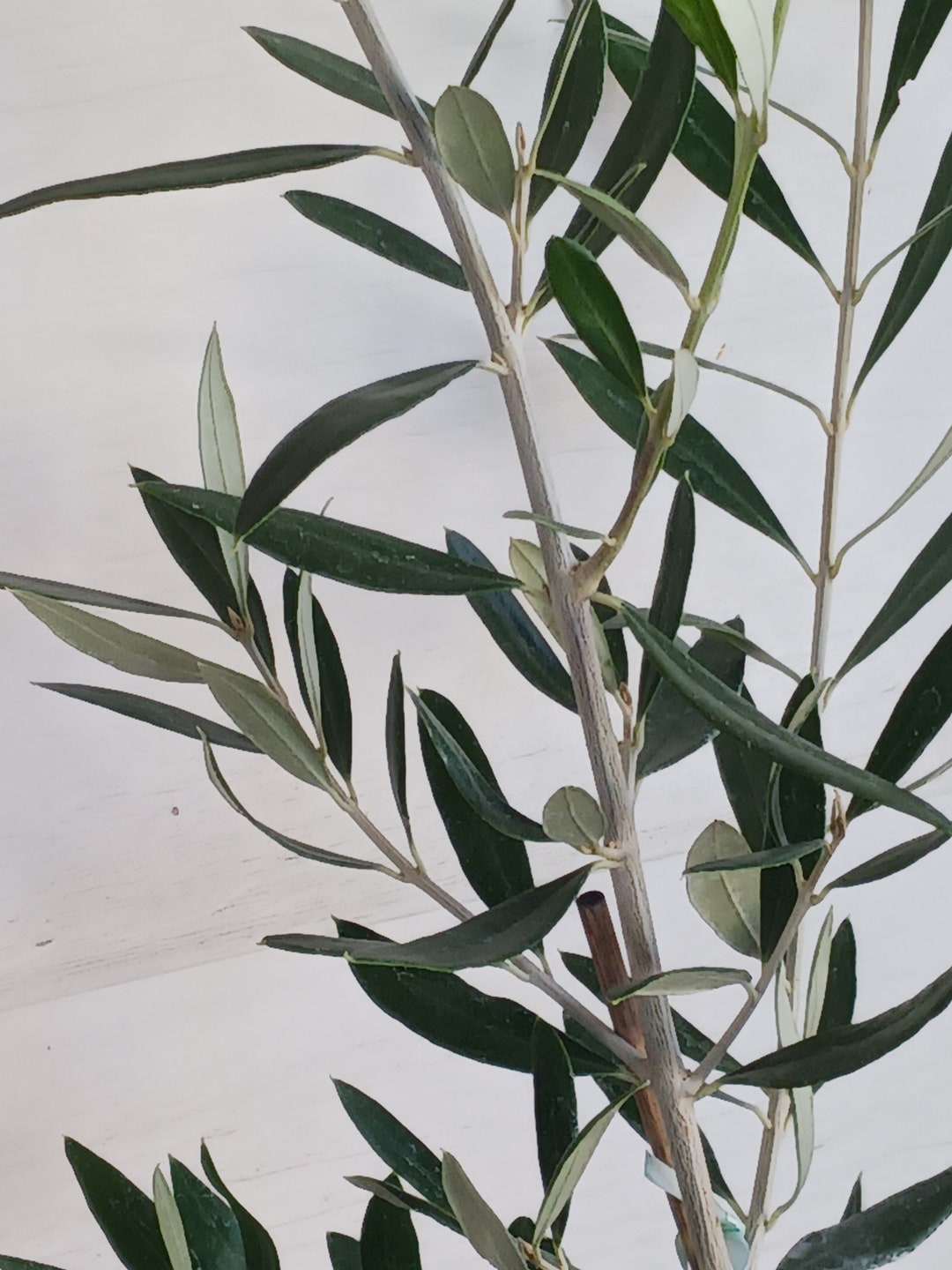 Healthy, Young Live Olea Europes Dwarf / Little Ollie - Etsy