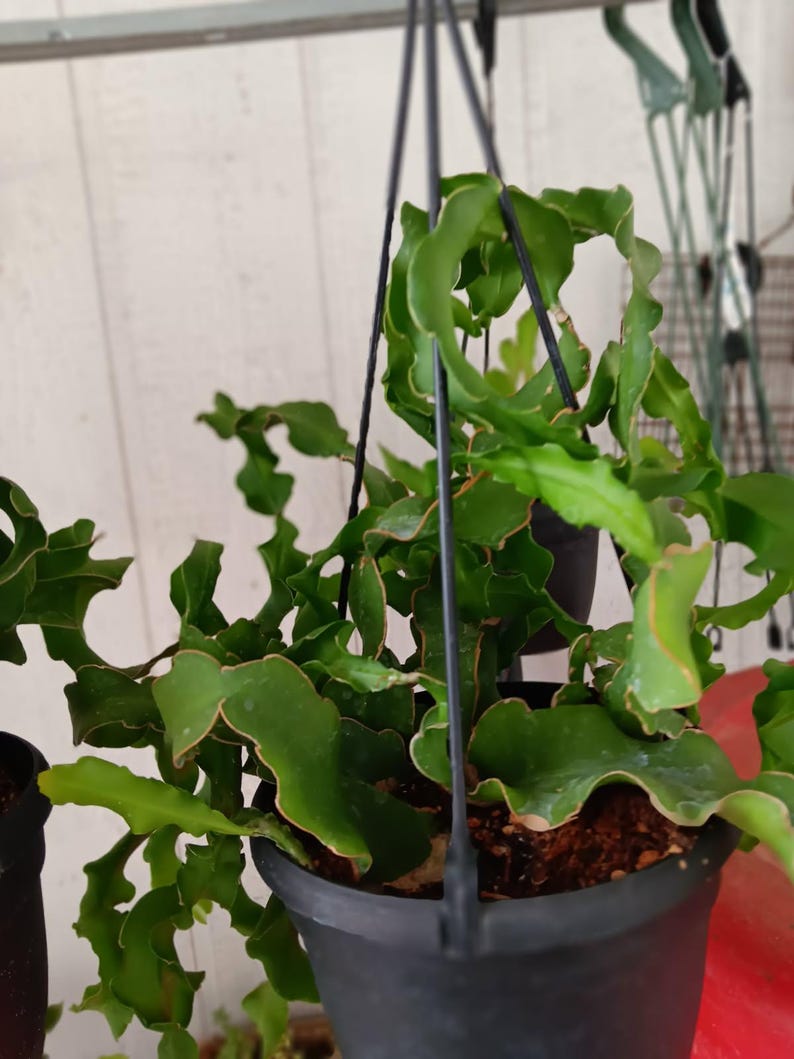 Epephyllum Curly Locks Orchid Cactus Succulent Plant - Etsy