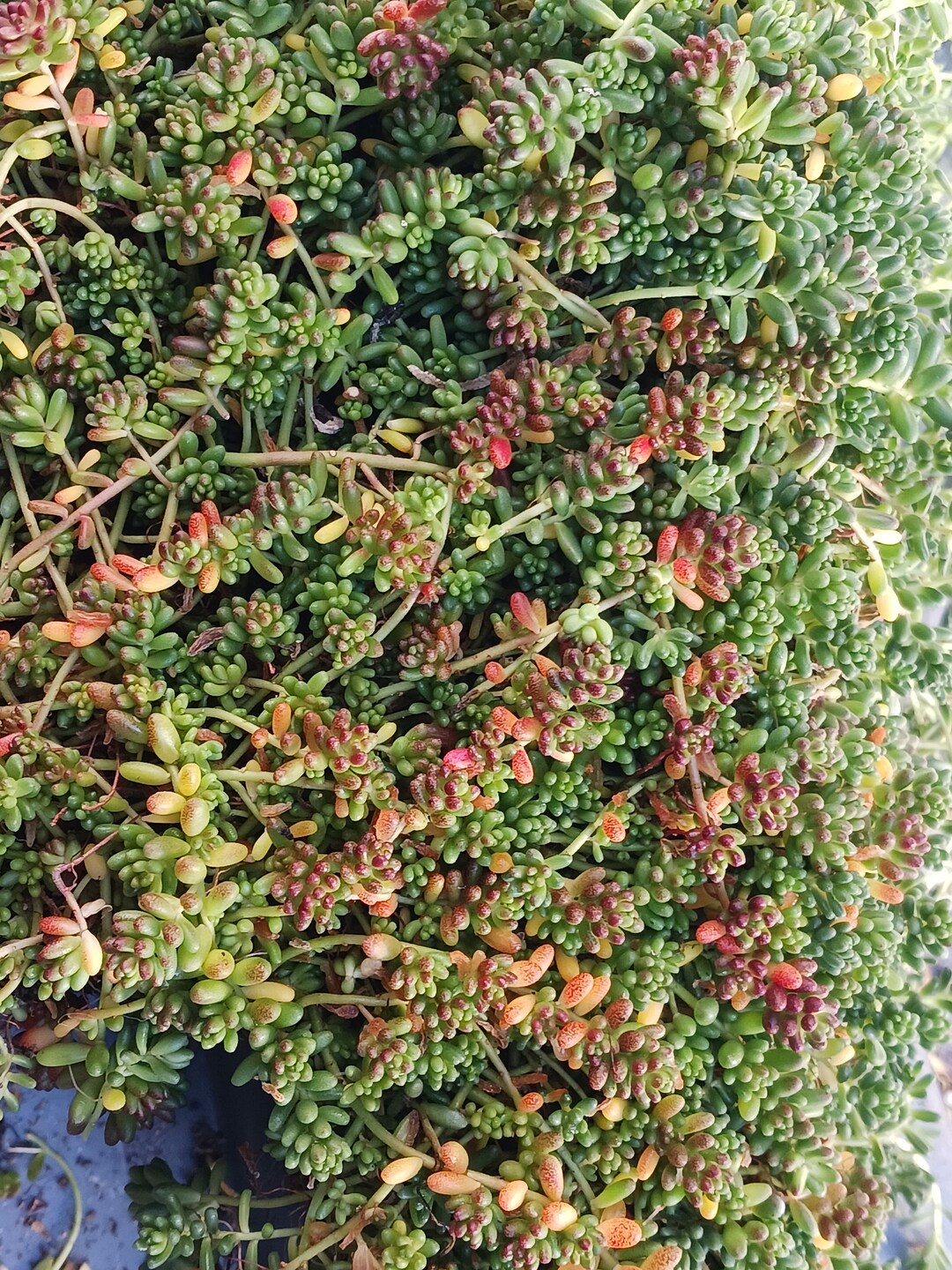 Sedum Album Coral Carpet - Etsy