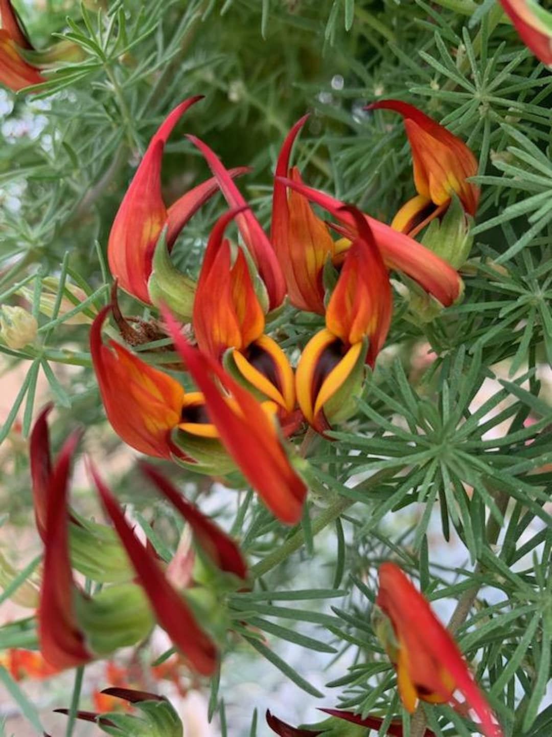 Live Parrot s Beak Lotus Berthelotii4 Pot Etsy